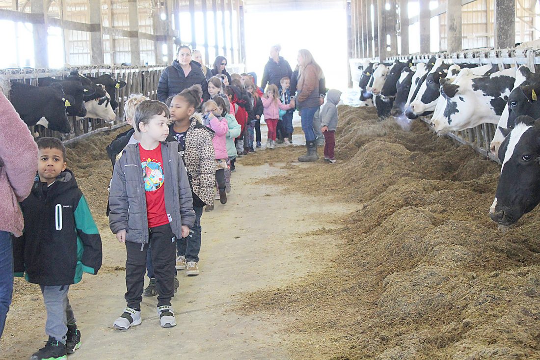 All about the cows | News, Sports, Jobs - Altoona Mirror